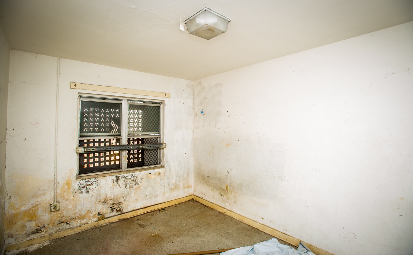 Paradise for Mold - The Human Hazard