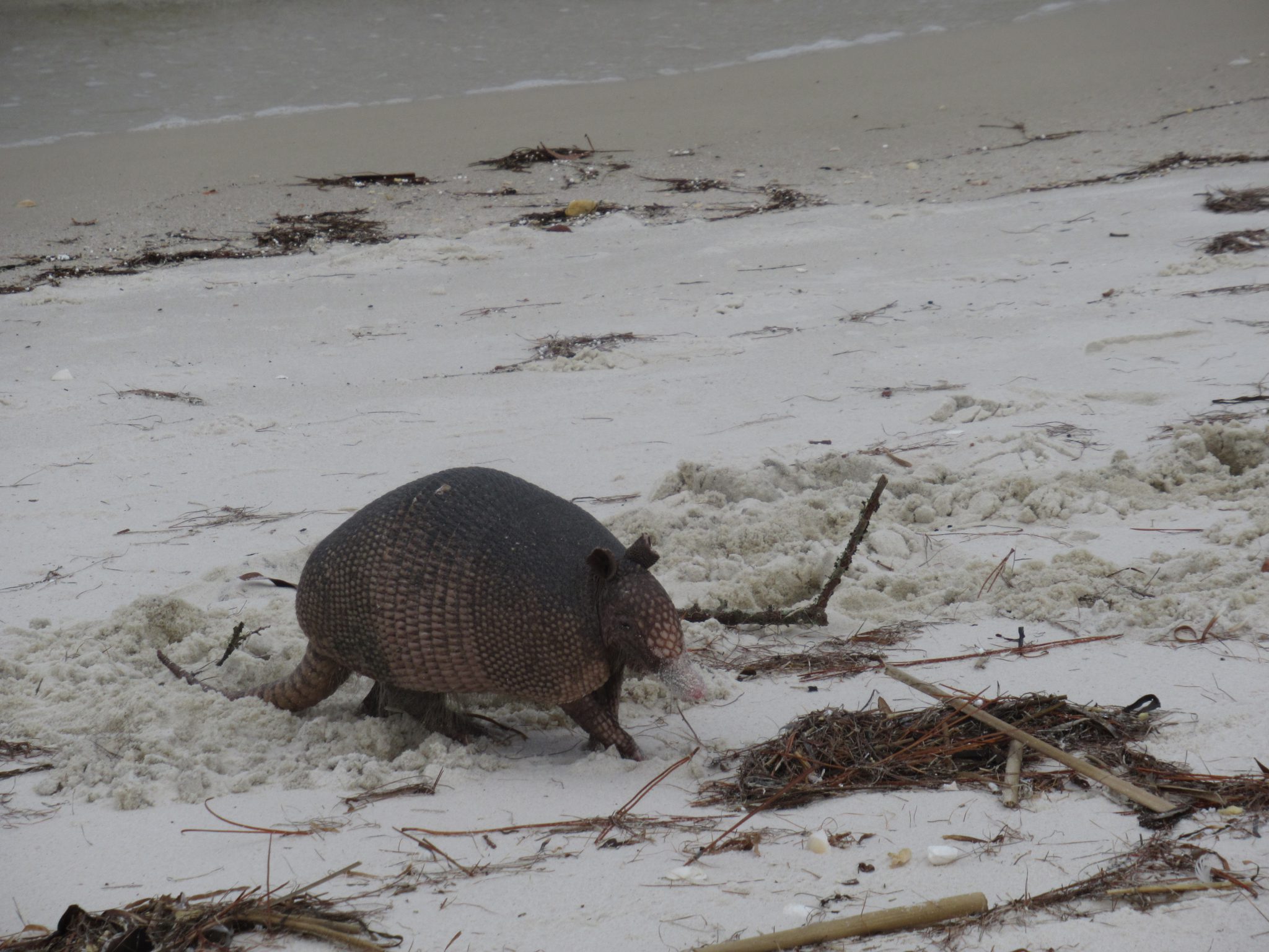 Animal Islanders - Living on the Edge